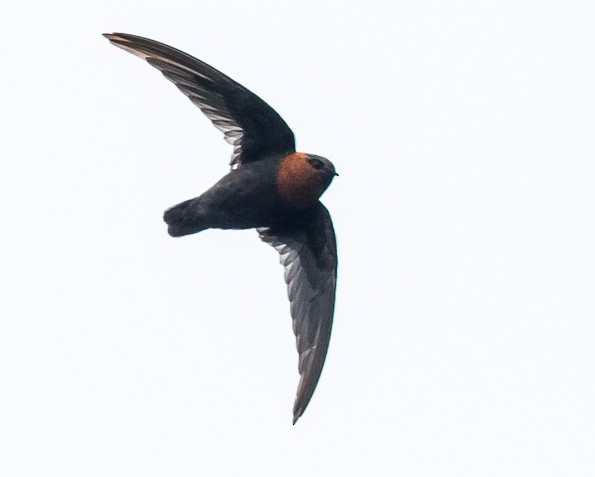 Chestnut-collared Swift - eBird