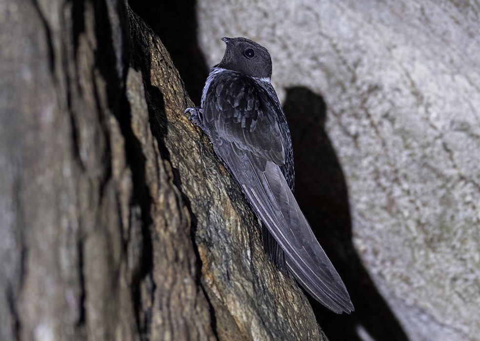 White-collared Swift - eBird
