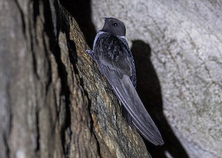 White-collared Swift - eBird