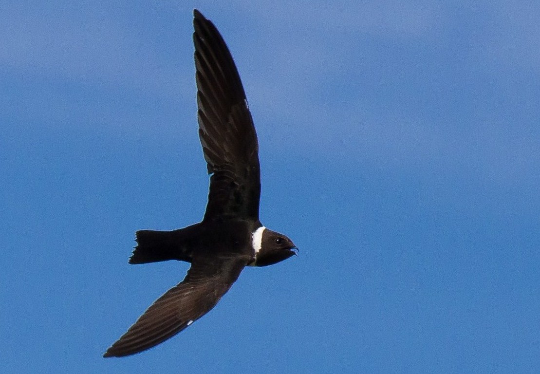 White-collared Swift - eBird