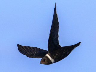 White-collared Swift - eBird