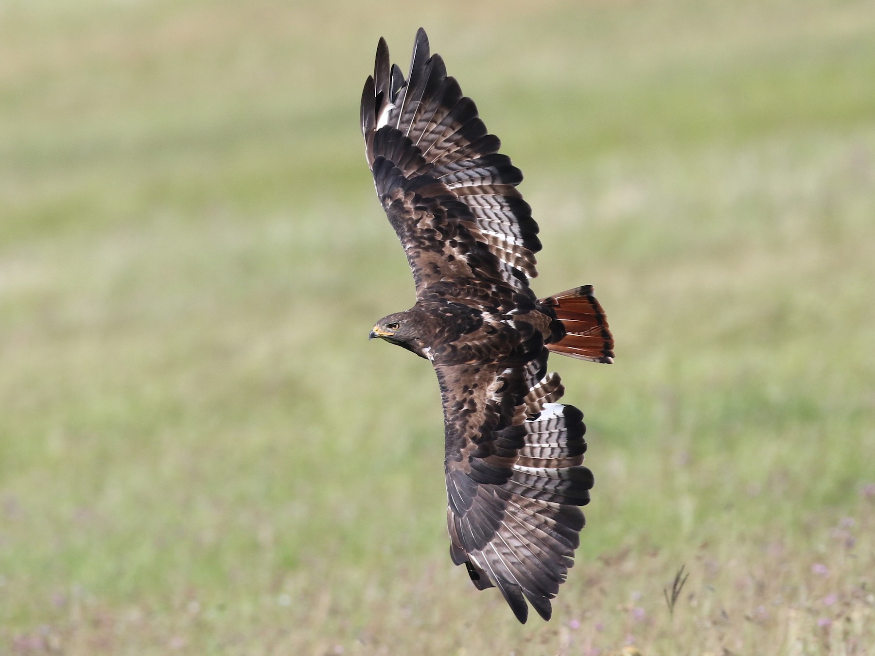 Jackal Buzzard - eBird