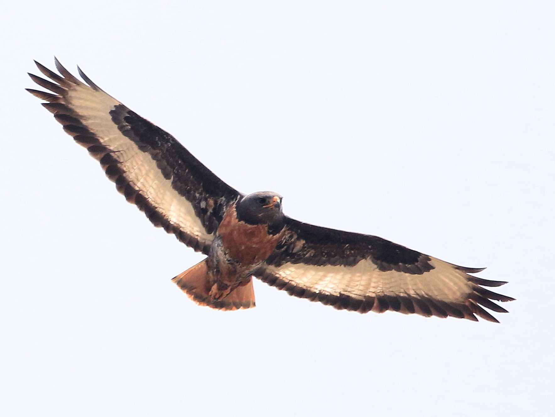 Jackal Buzzard - eBird