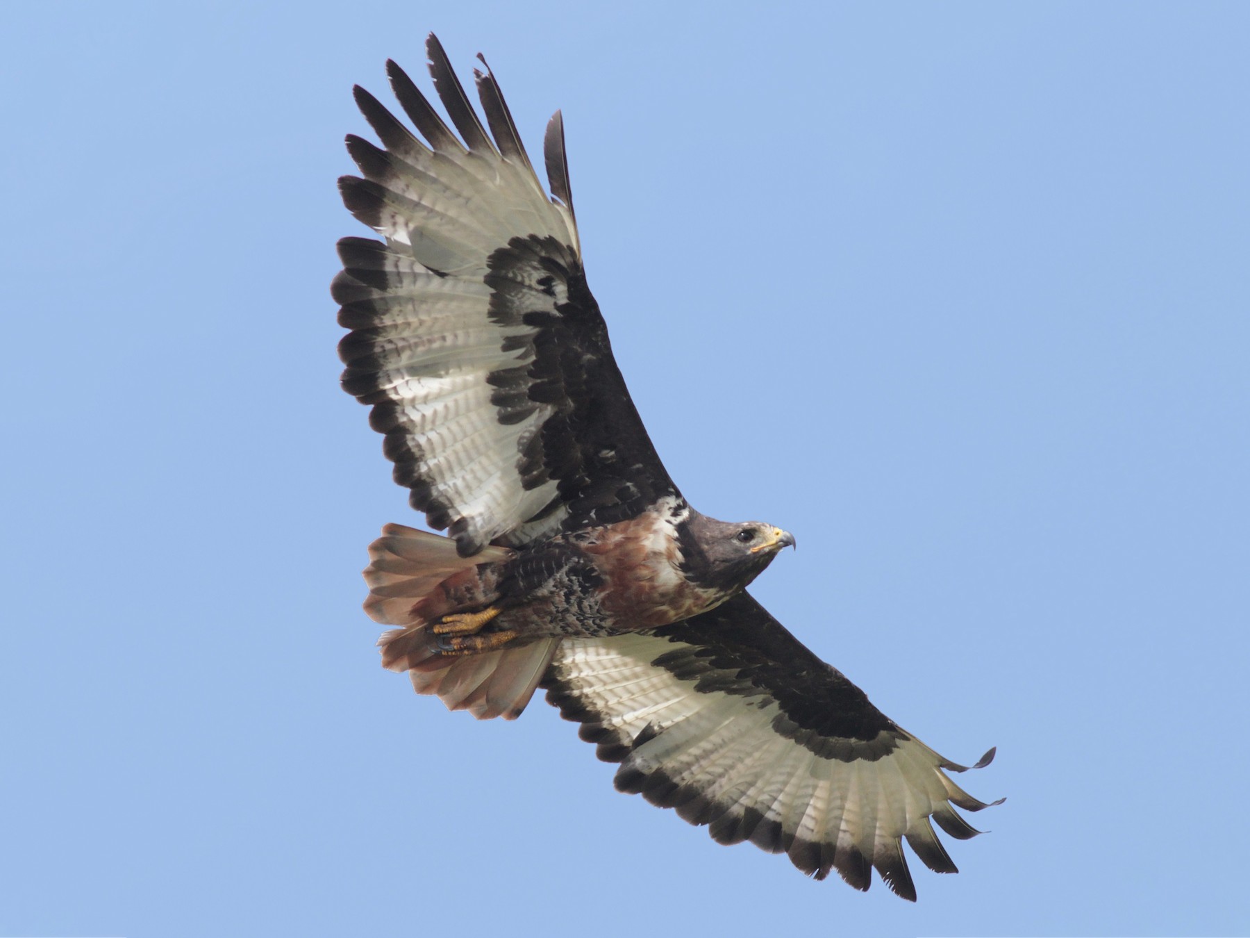 Jackal Buzzard - eBird