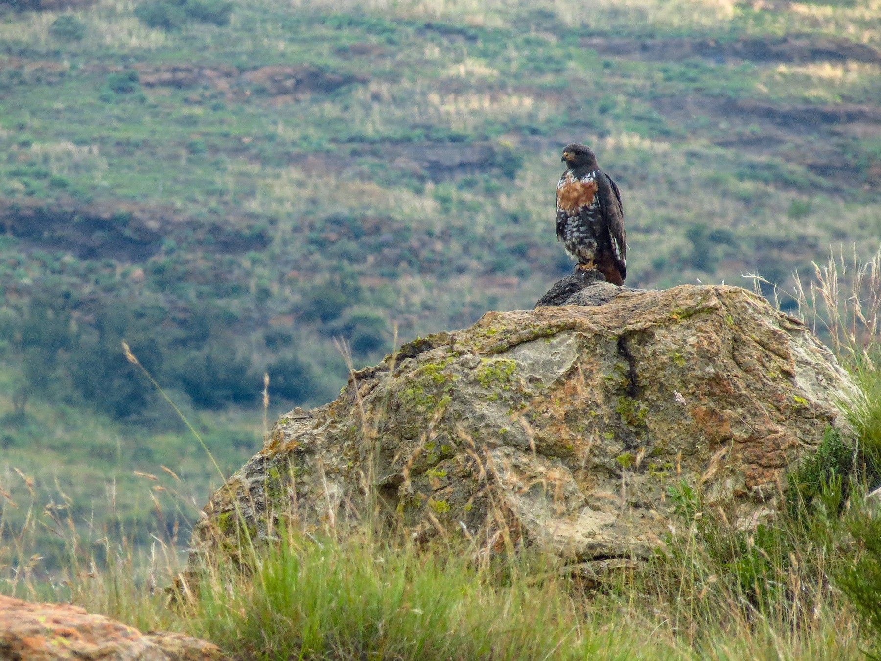 Jackal Buzzard - eBird