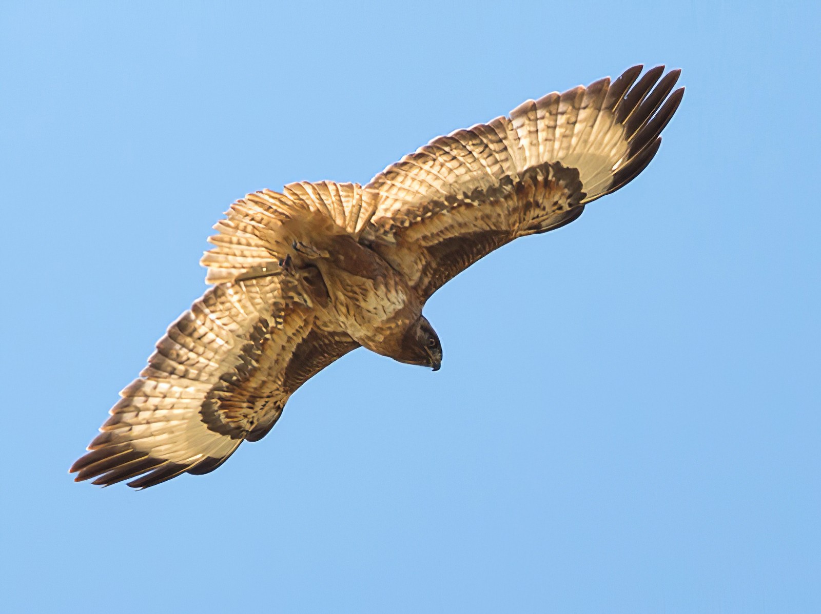 Jackal Buzzard - eBird