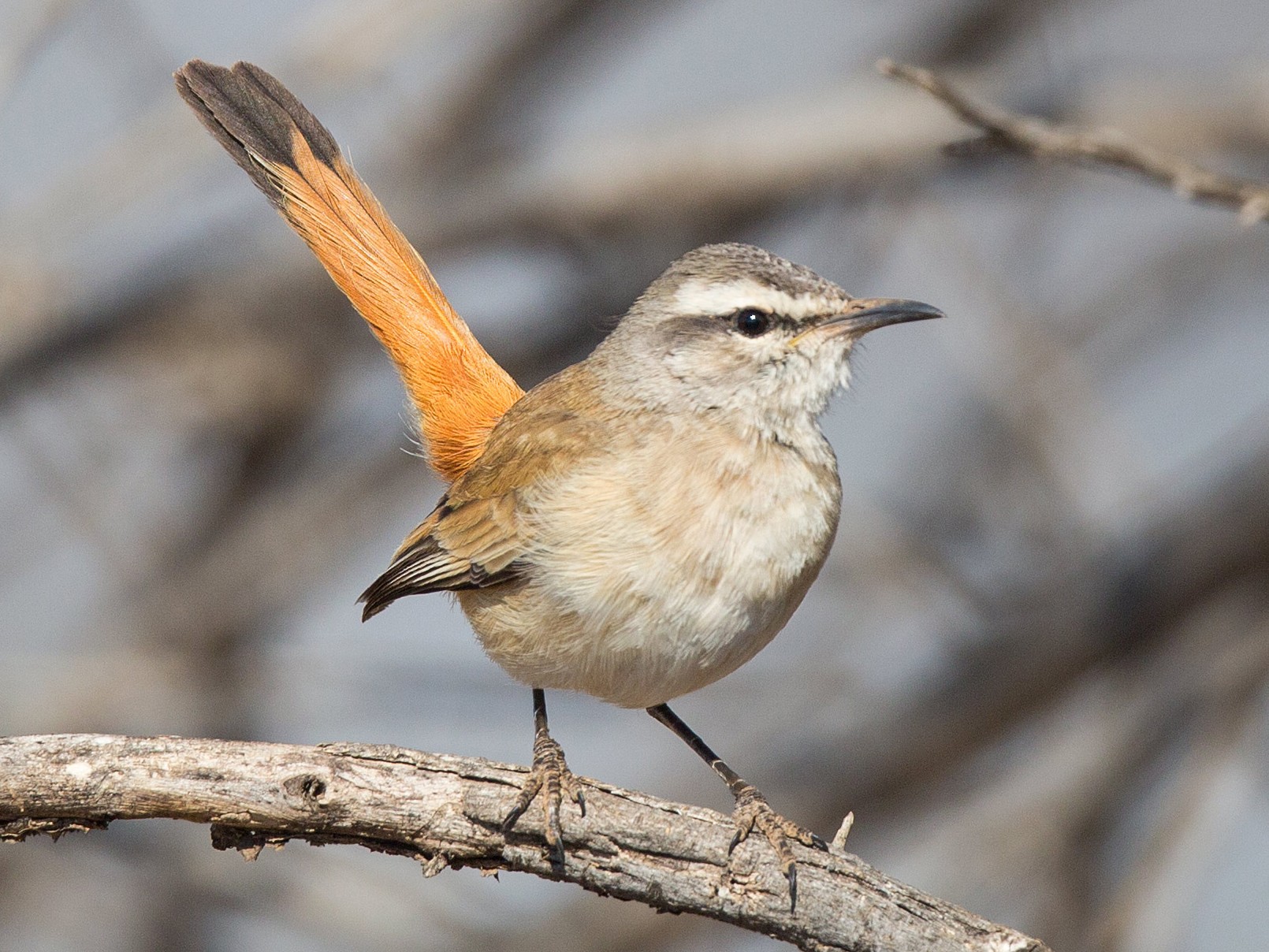 Kalahari Scrub-Robin - eBird