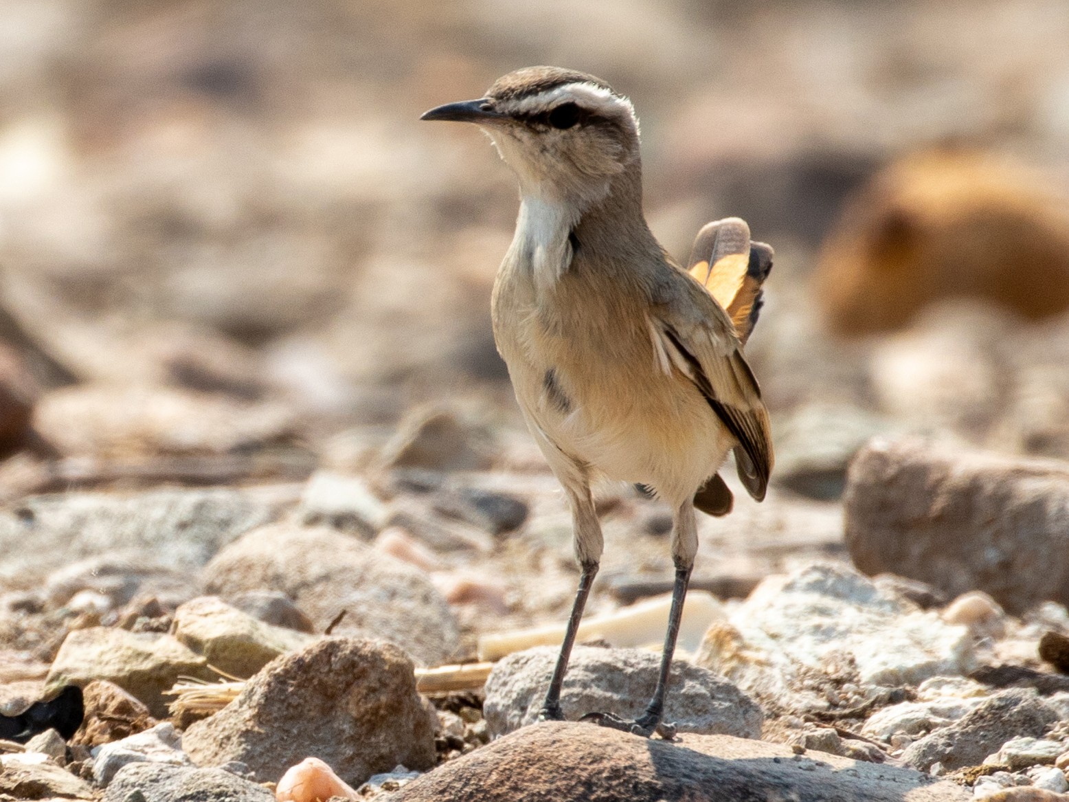 Kalahari Scrub-Robin - eBird