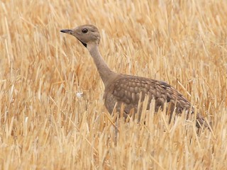 Karoo Bustard - eBird