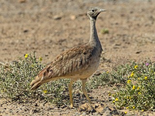 Karoo Bustard - eBird