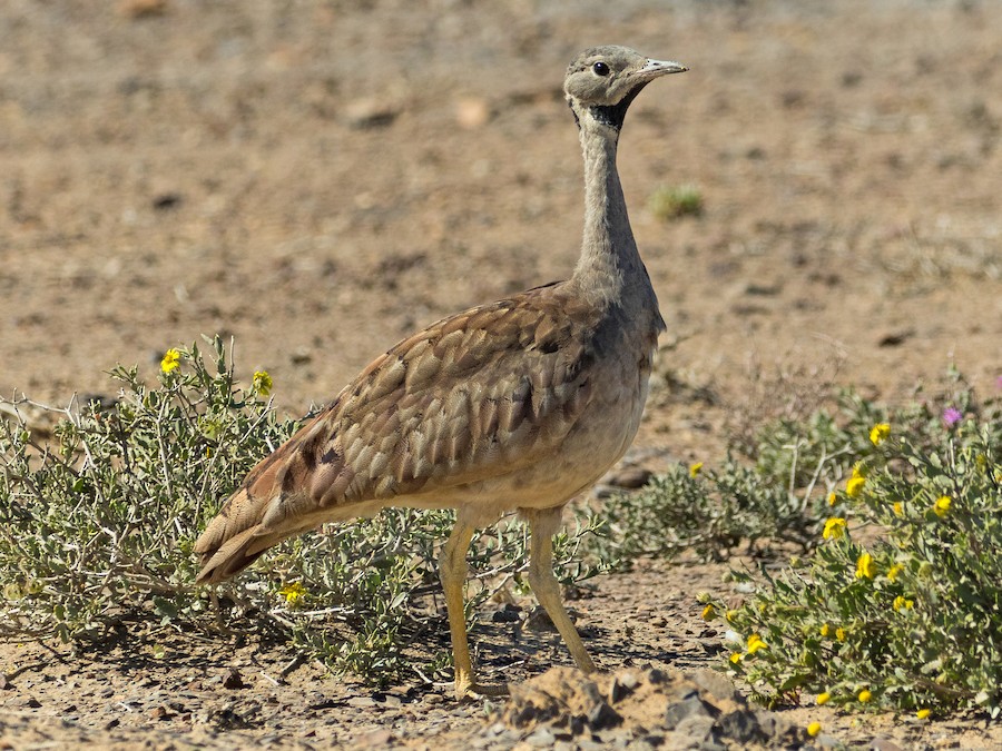 Karoo Bustard - eBird