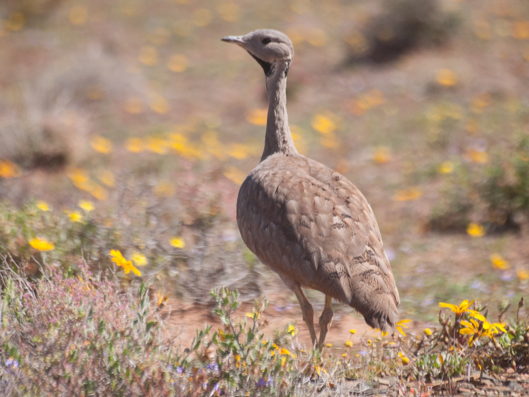 Karoo Bustard - eBird