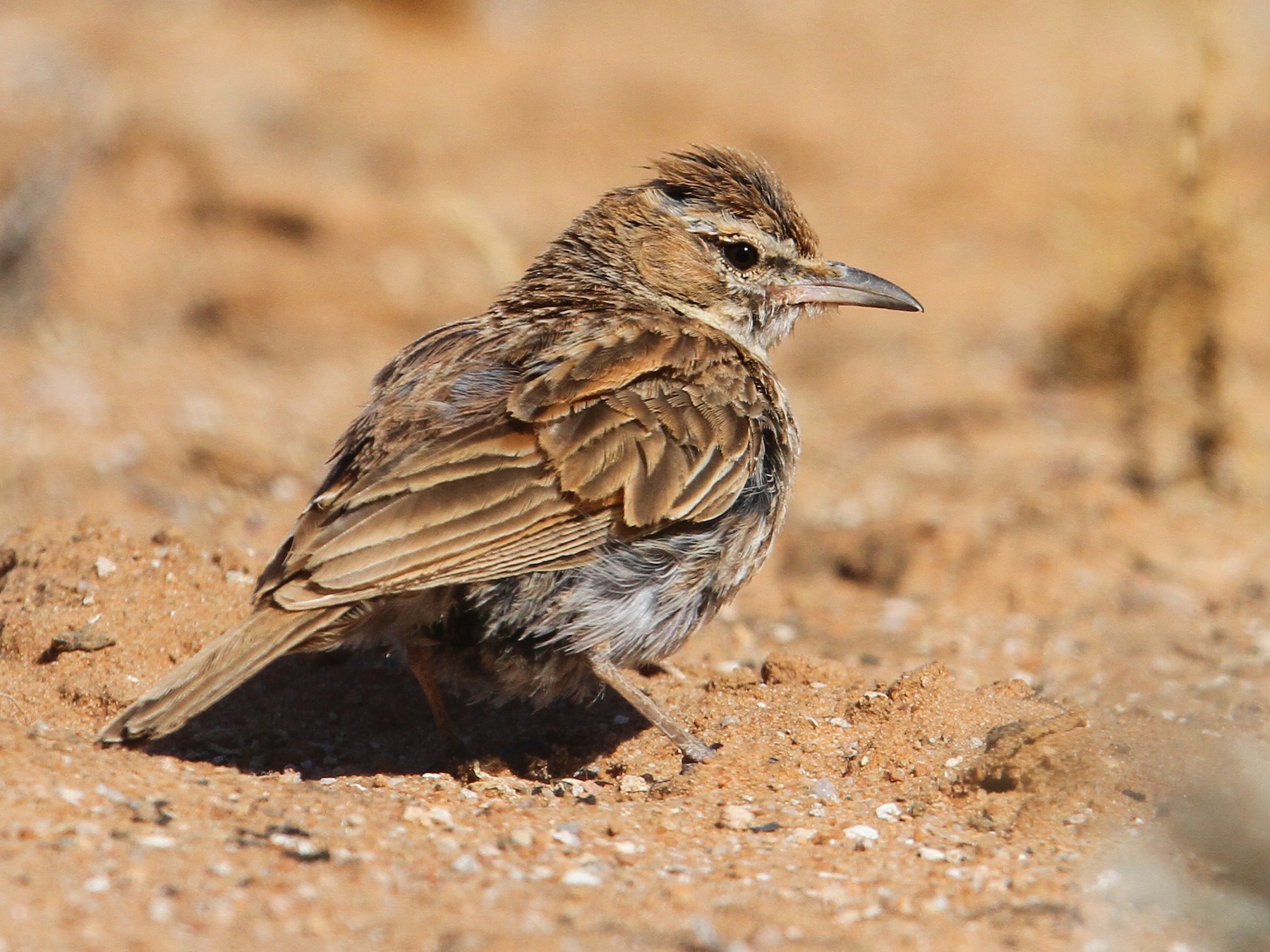 Karoo Lark - eBird