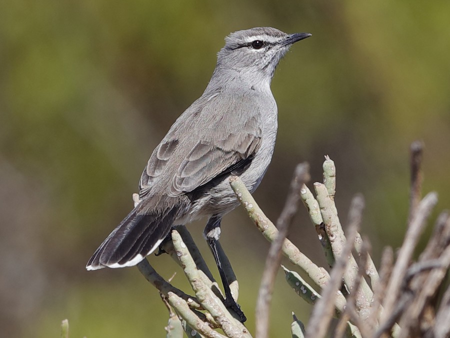 Karoo Scrub-Robin - eBird