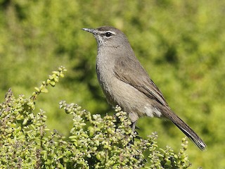 Karoo Scrub-Robin - eBird