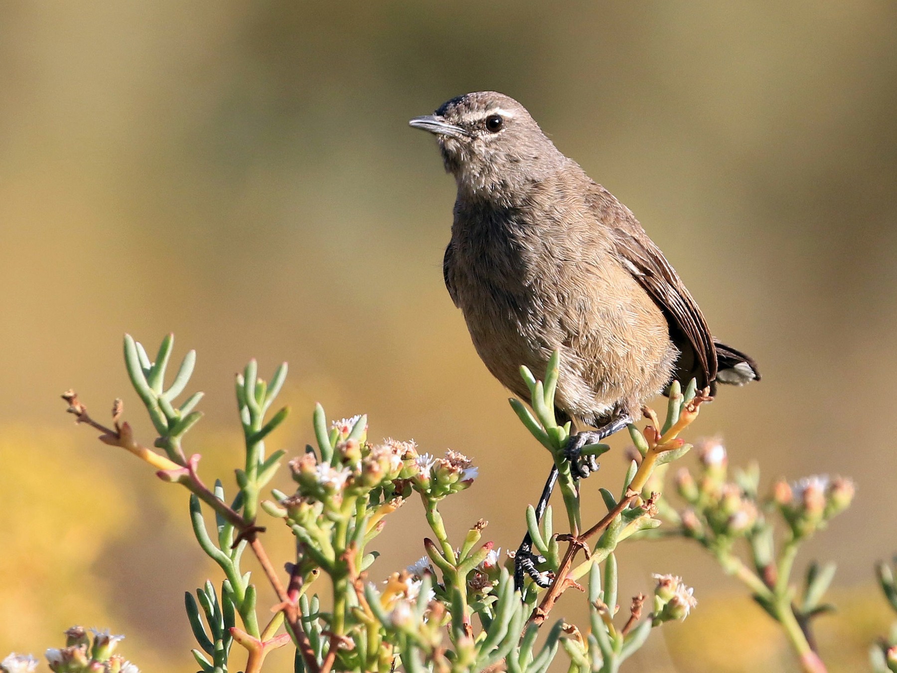 Karoo Scrub-Robin - eBird