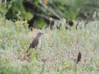 Karoo Scrub-Robin - eBird