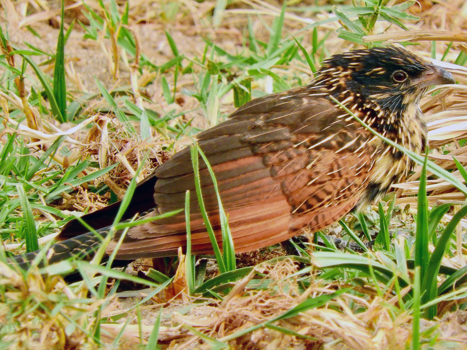 Black Coucal - eBird