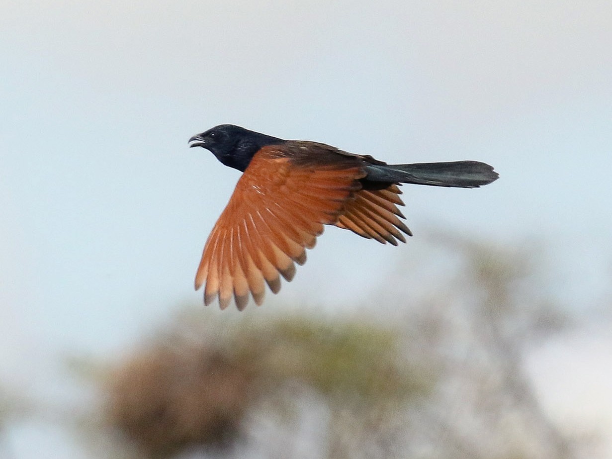Black Coucal - eBird