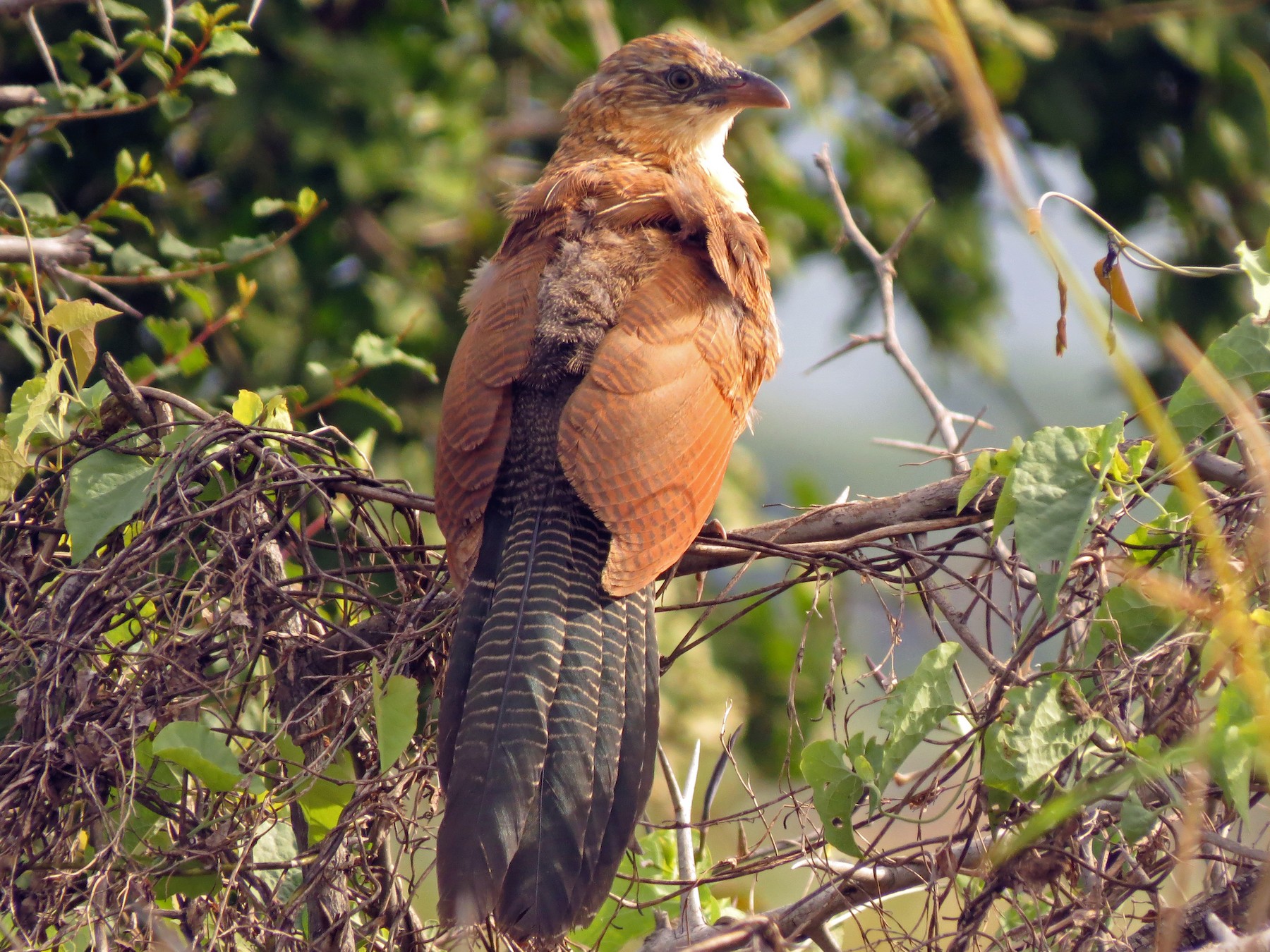 Black Coucal - eBird