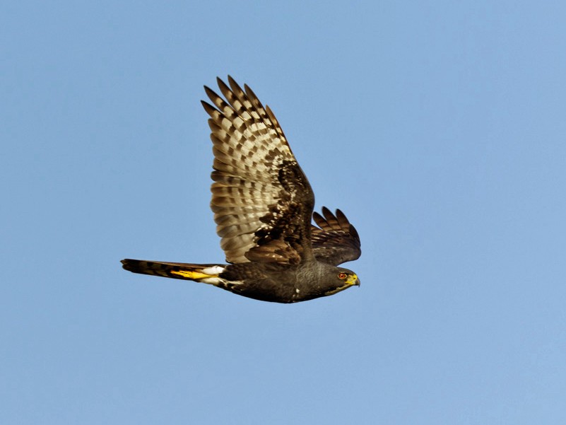 Black Goshawk - eBird
