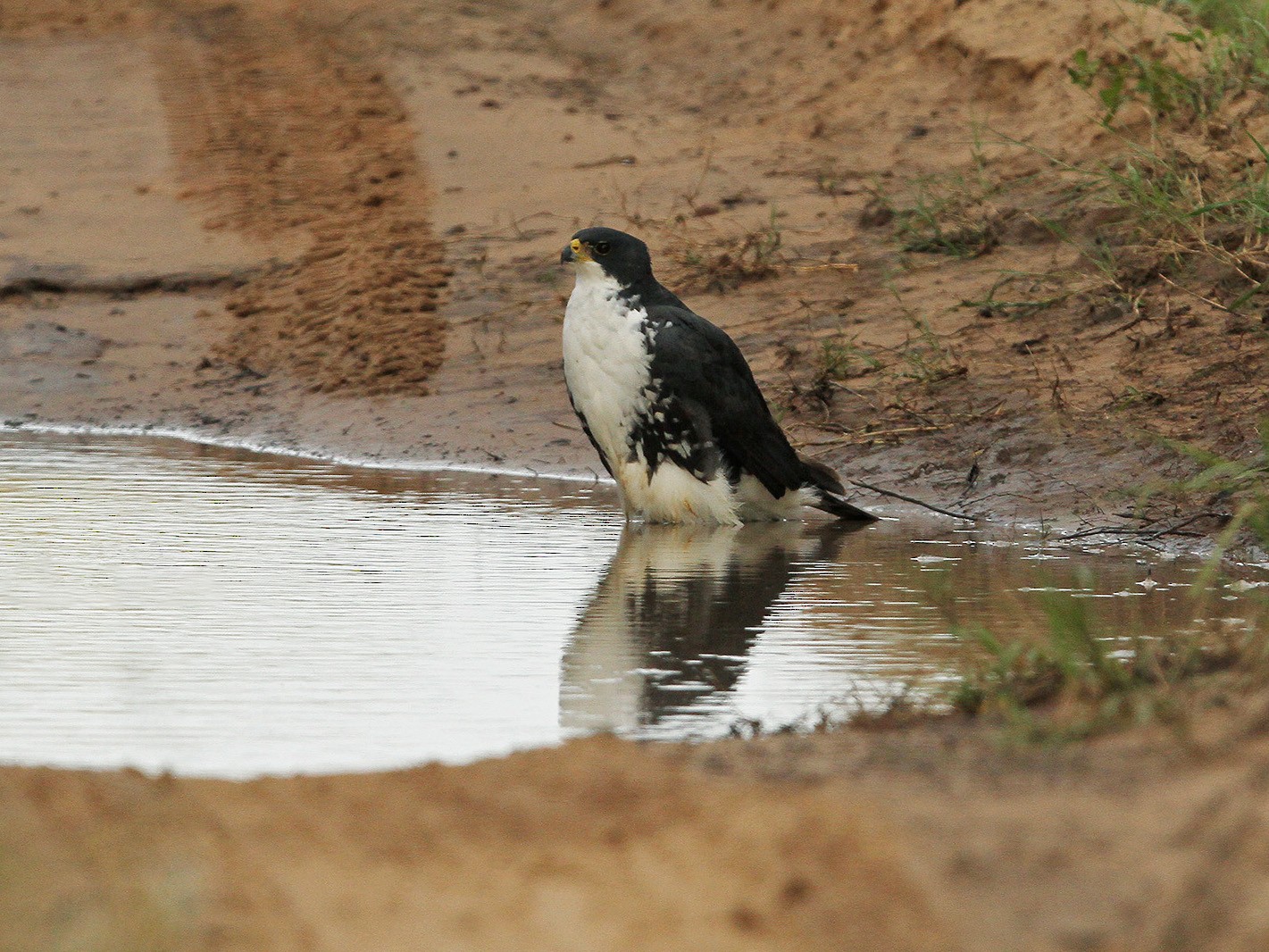 Black Goshawk - eBird