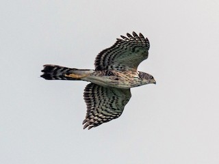 Black Goshawk - eBird