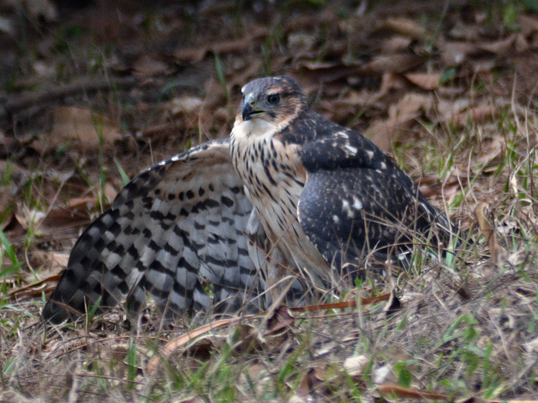 Black Goshawk - eBird