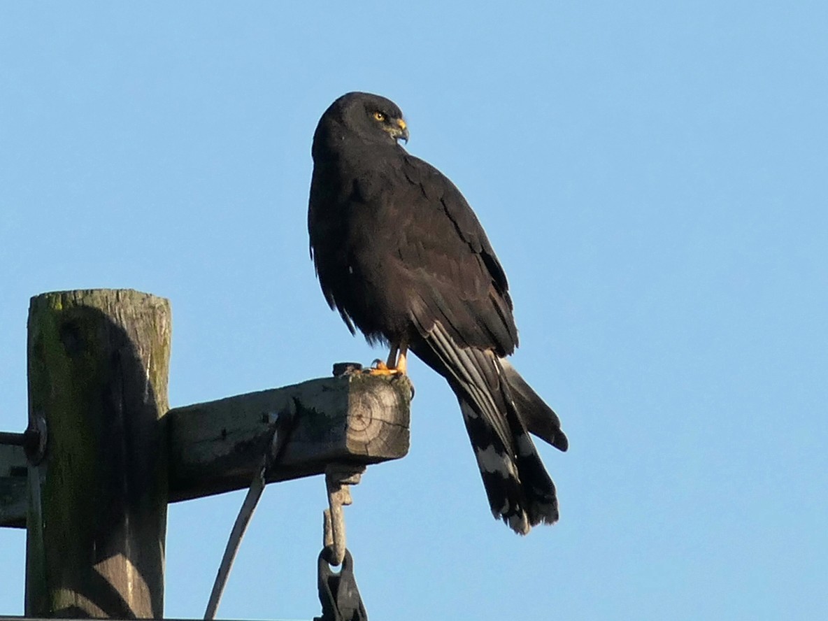 Black Harrier - eBird