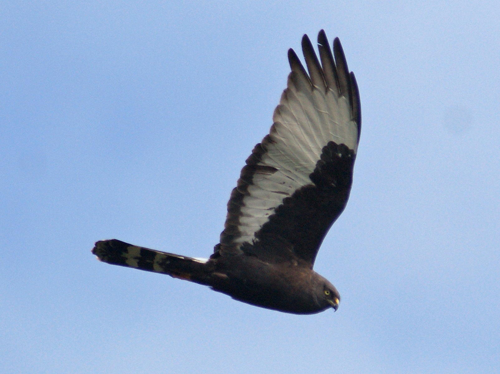 Black Harrier - eBird