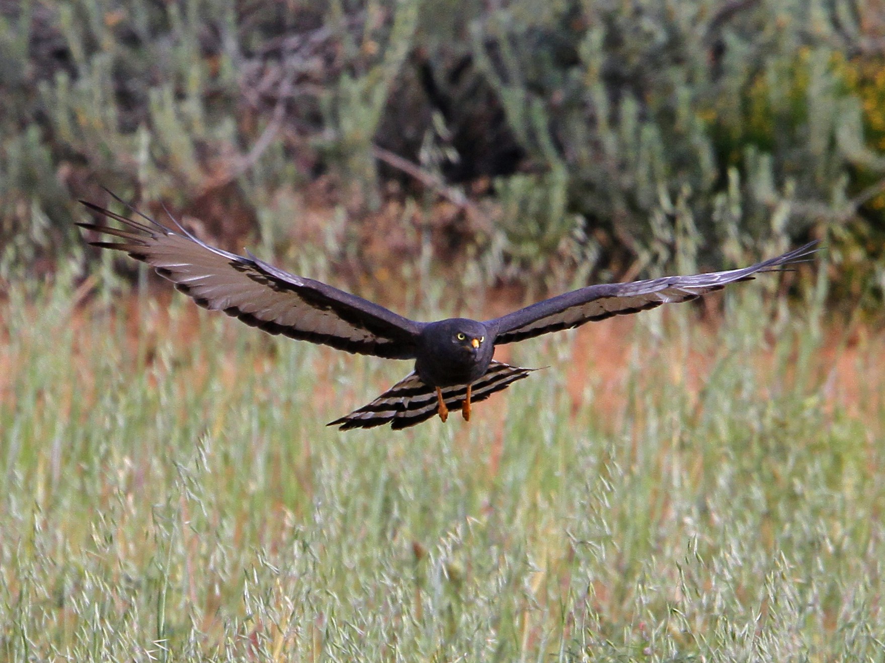 Black Harrier - eBird