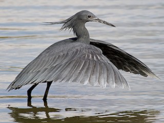 Black Heron - eBird