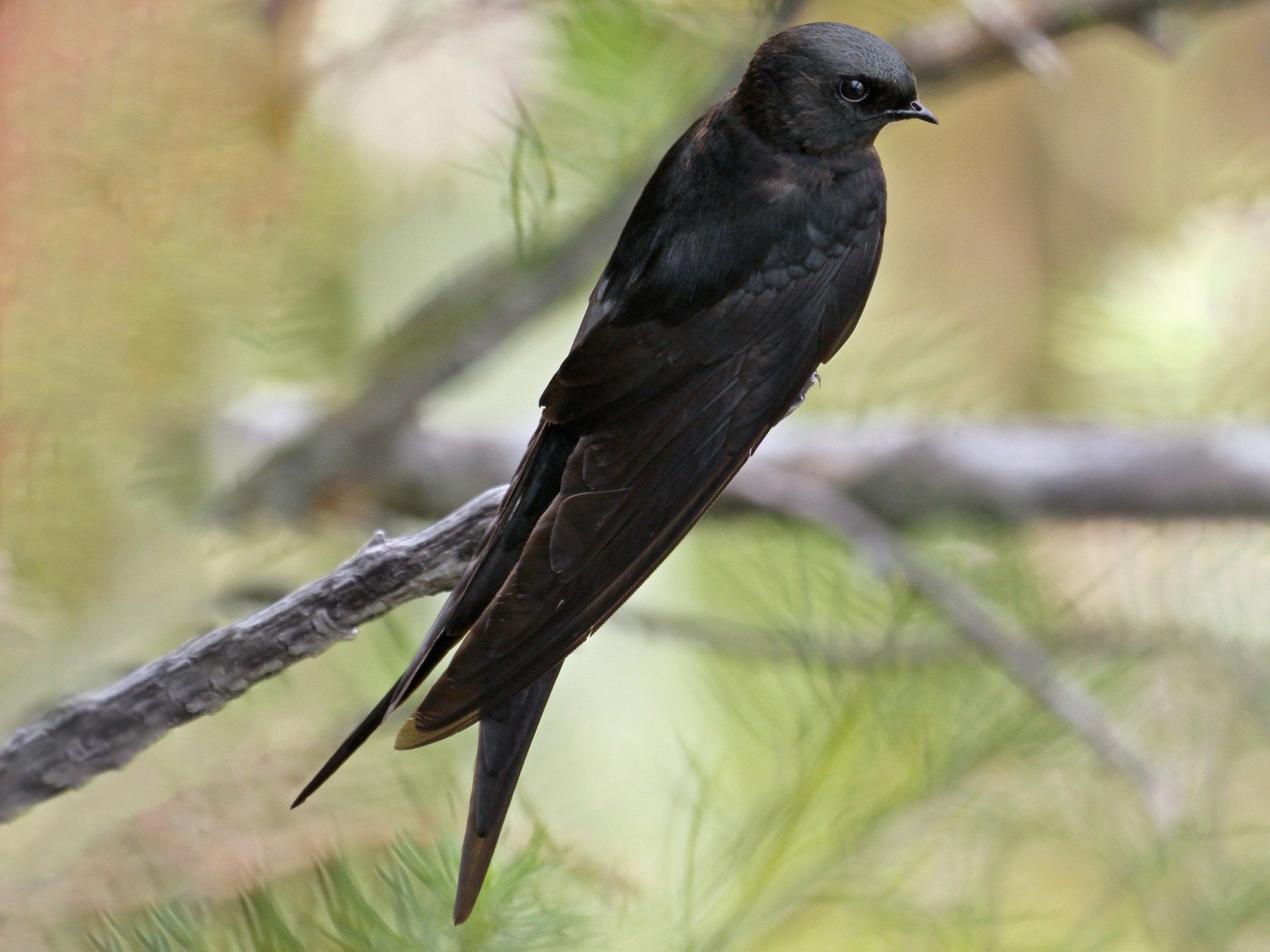 Black Saw-wing - eBird