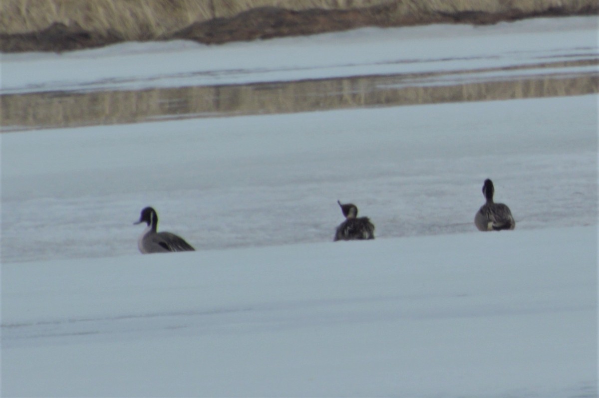 eBird Checklist - 25 Mar 2020 - Seward--Airport Mudflats - 6 species