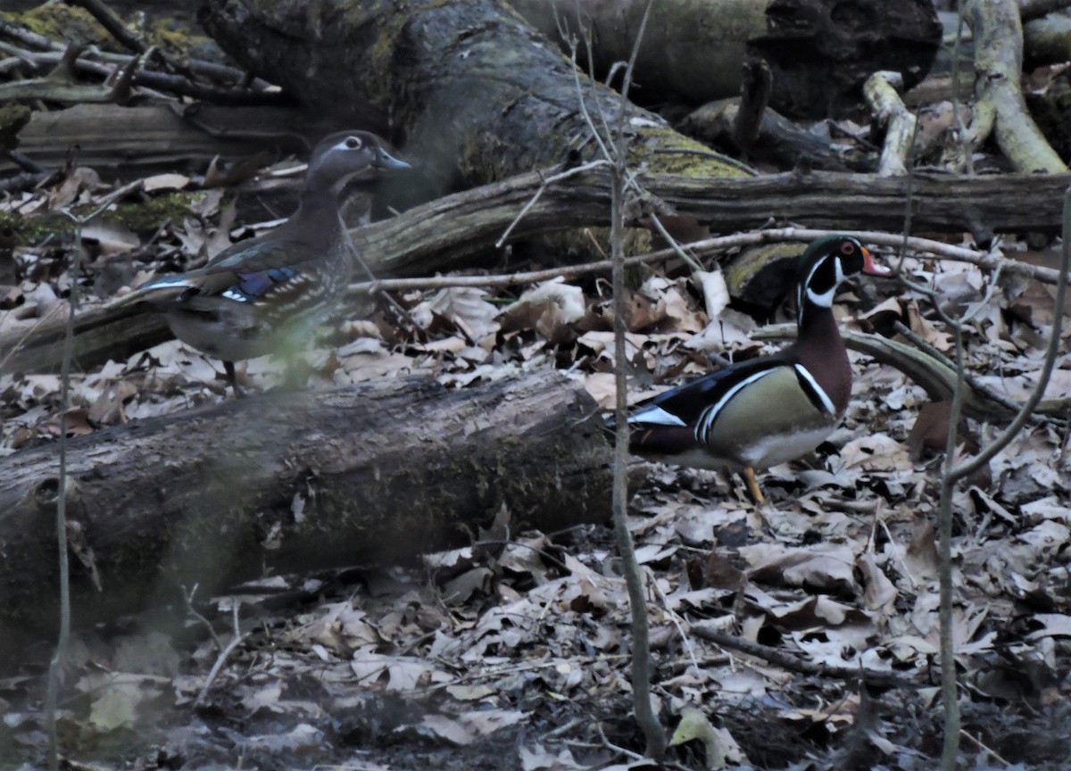 eBird Checklist - 26 Mar 2020 - Ferrettie/Baugo Creek County Park ...