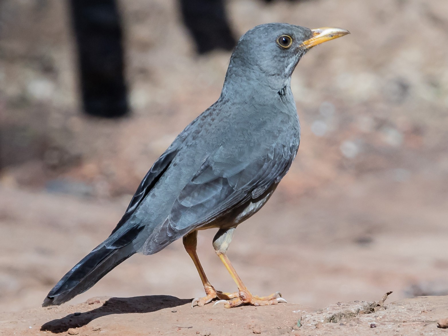 Karoo Thrush - eBird