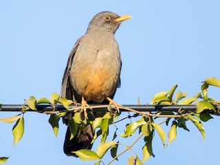 Karoo Thrush - eBird