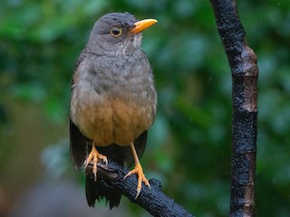 Karoo Thrush - eBird