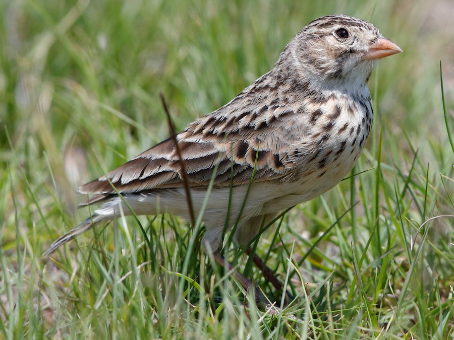Botha's Lark - eBird