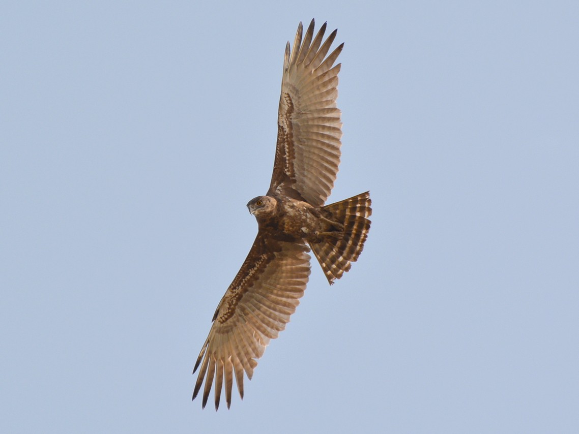 Brown Snake Eagle