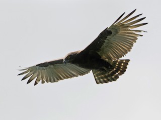 Brown Snake-Eagle - eBird