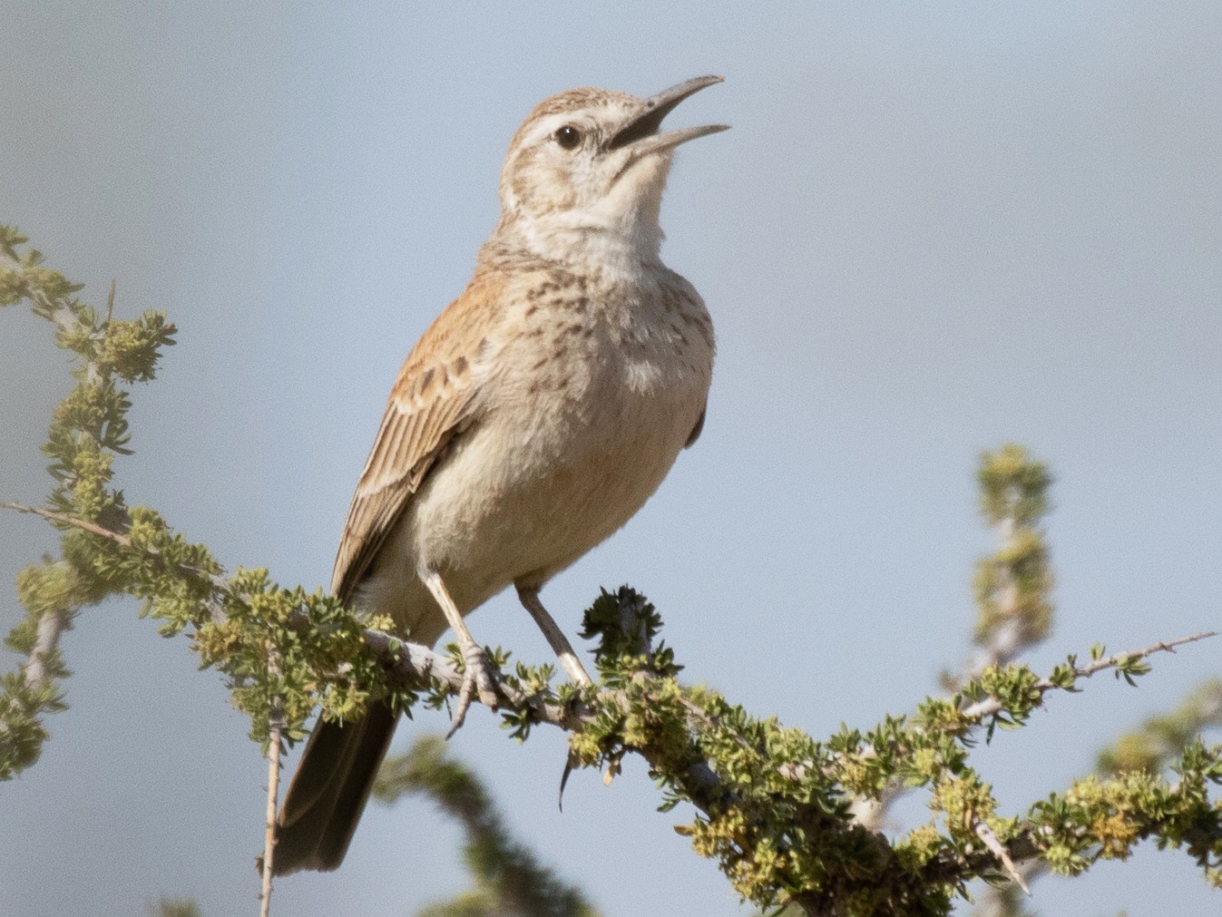 Karoo Long-billed Lark - eBird