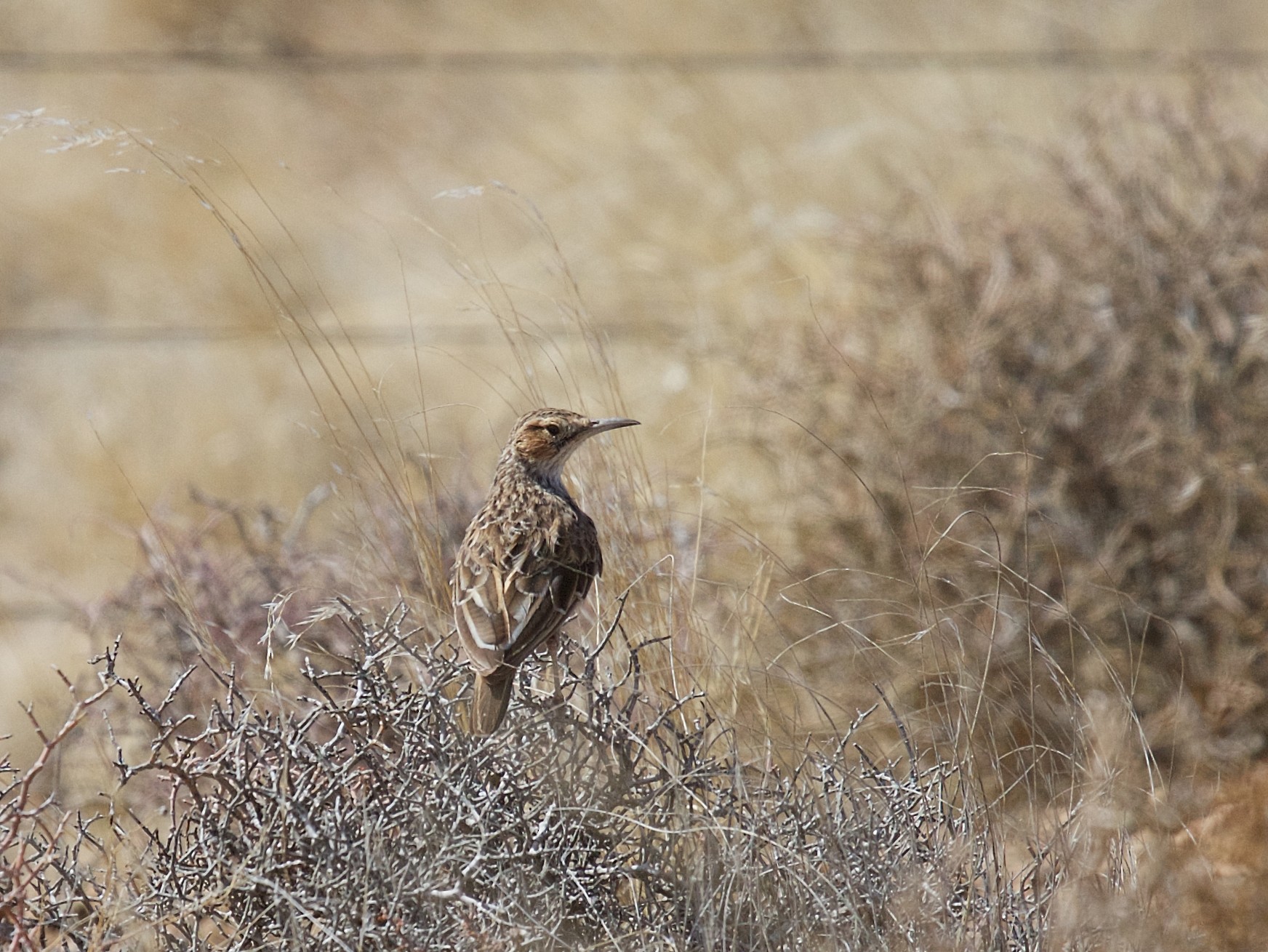 Karoo Long-billed Lark - eBird