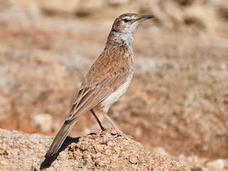 Karoo Long-billed Lark - eBird