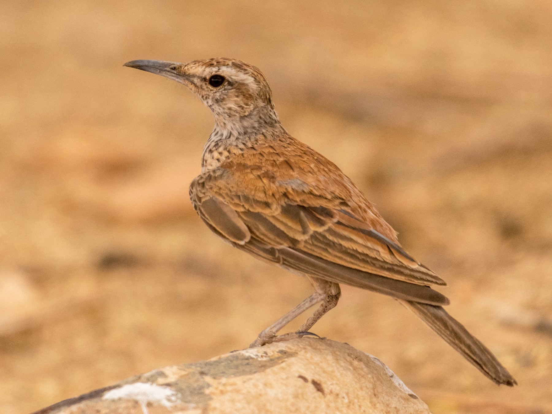 Karoo Long-billed Lark (Karoo) - eBird