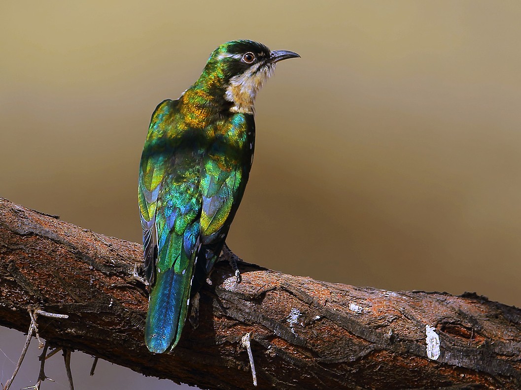 Klaas's Cuckoo - eBird