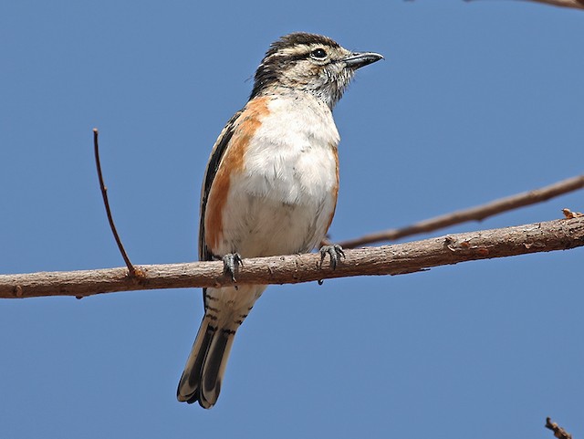 Photos - Brubru - Nilaus afer - Birds of the World