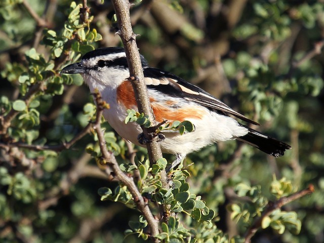 Photos - Brubru - Nilaus afer - Birds of the World