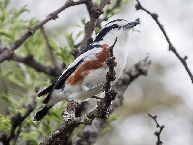 Photos - Brubru - Nilaus afer - Birds of the World