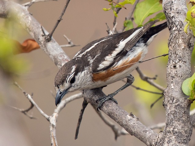 Photos - Brubru - Nilaus afer - Birds of the World